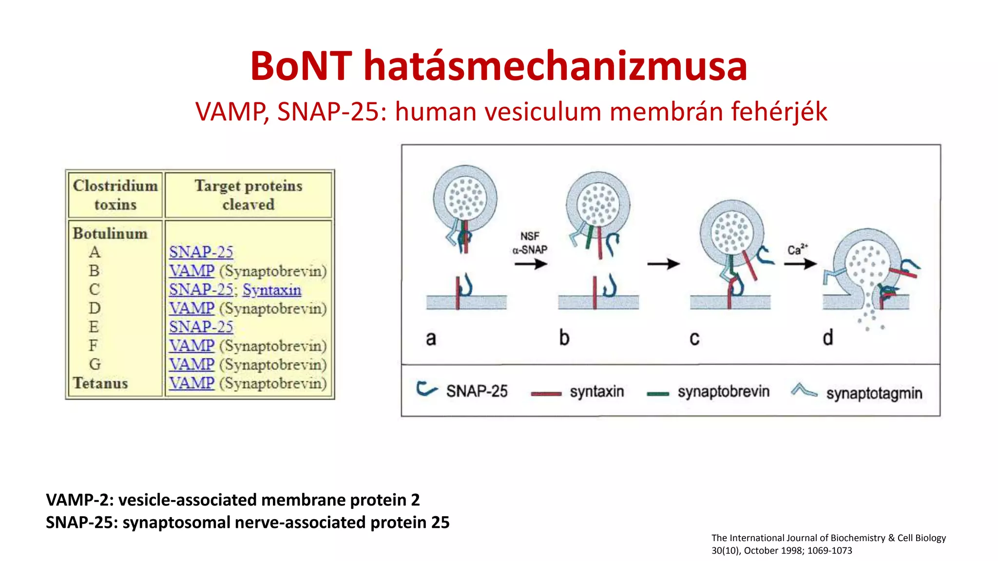 Medical use of botulinum toxin - Botulinum toxin orvosi felhasználása | PPT