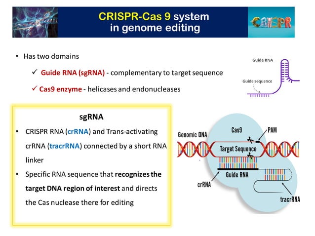 Genome editing with CRISPR/Cas9 | PDF