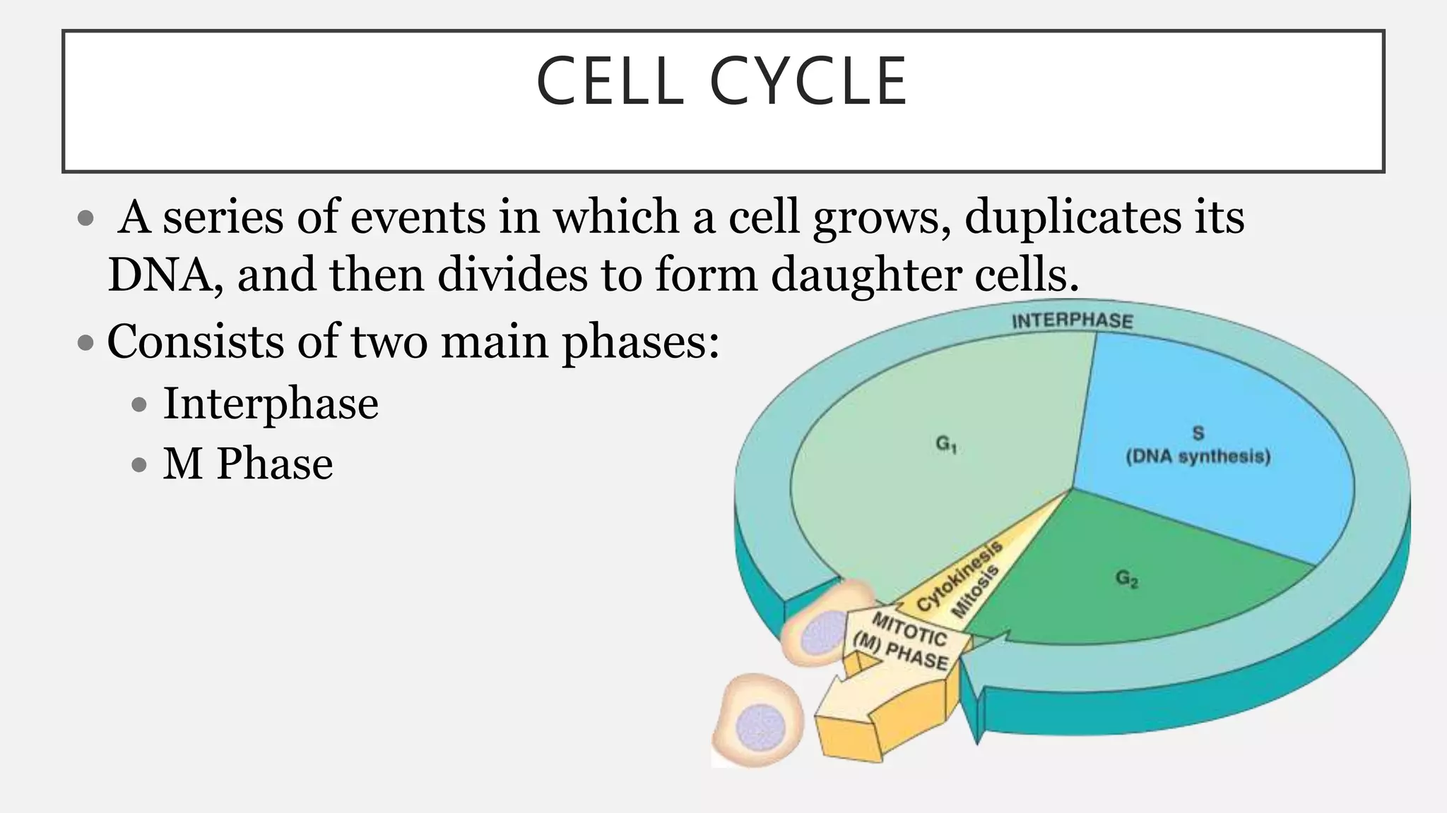 BU4.2 Cell Cycle & Mitosis | PPTX