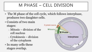 BU4.2 Cell Cycle & Mitosis | PPTX