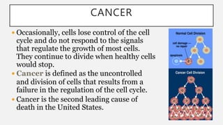 BU4.3 Cell Cycle Regulation & Cancer | PPTX