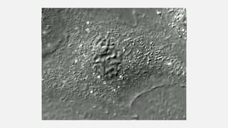 BU4.3 Cell Cycle Regulation & Cancer | PPT