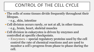 BU4.3 Cell Cycle Regulation & Cancer | PPT
