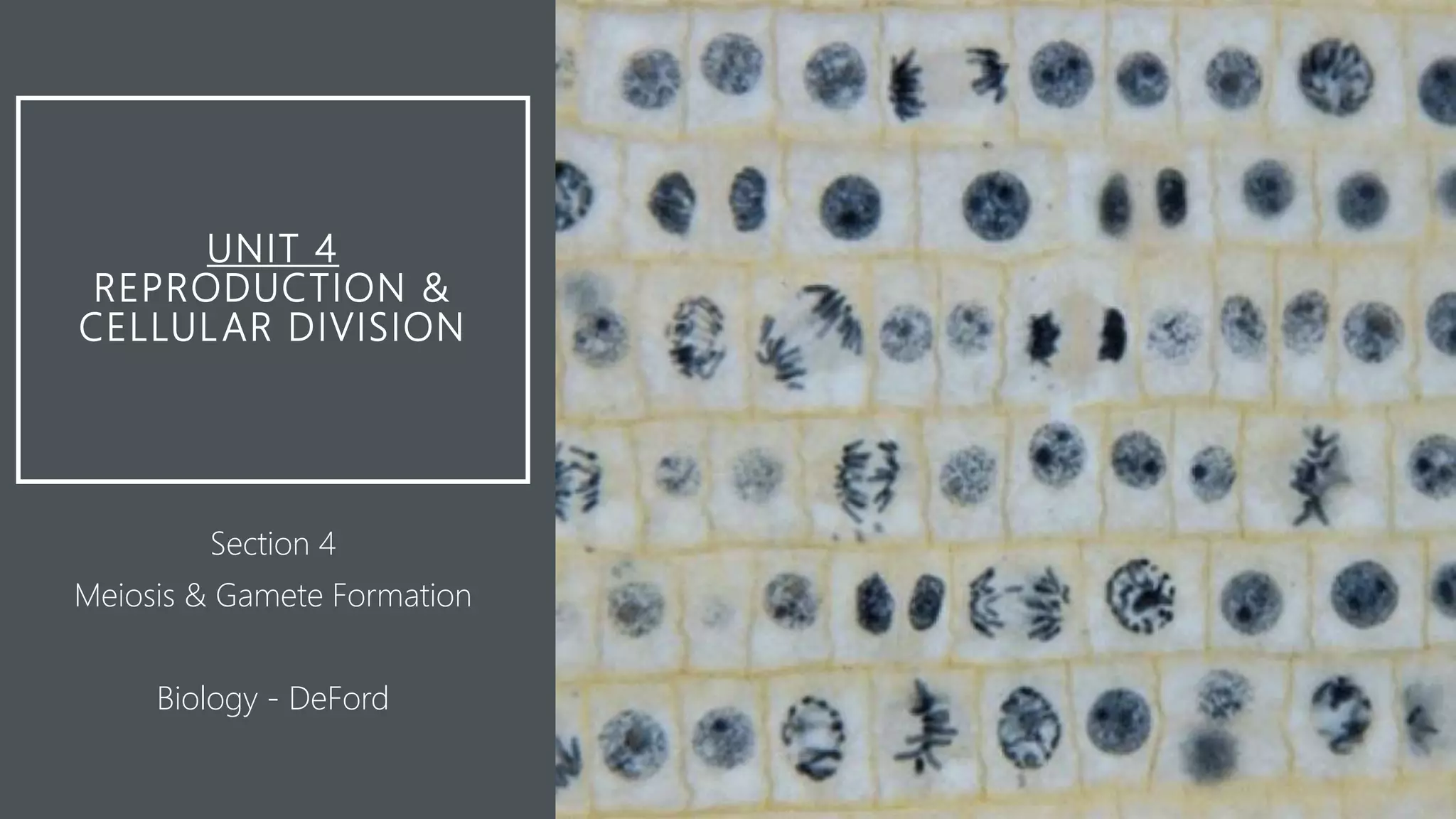 BU4.4 Meiosis & Gamete Formation | PPTX