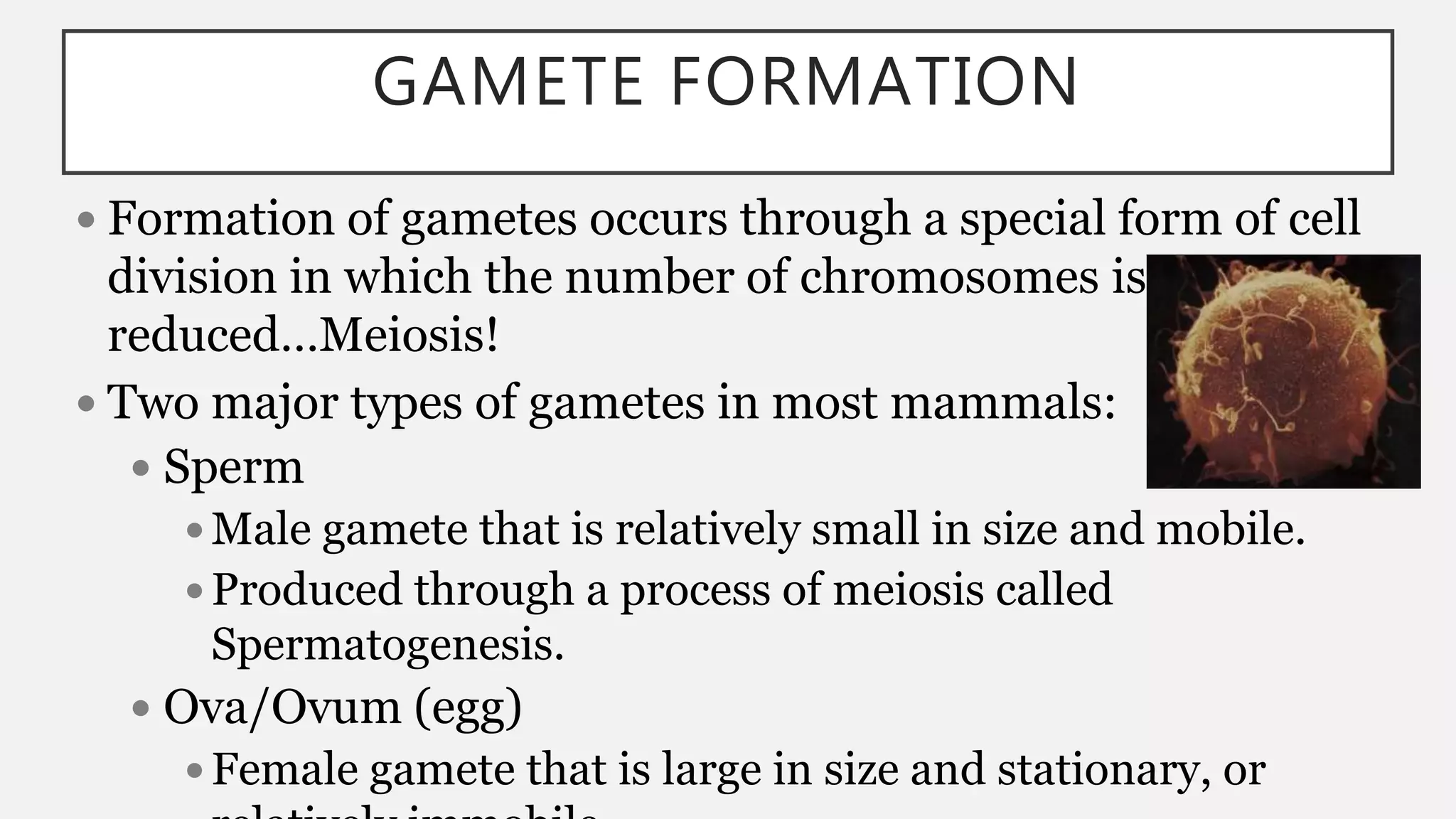 BU4.4 Meiosis & Gamete Formation | PPTX