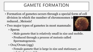 BU4.4 Meiosis & Gamete Formation | PPTX