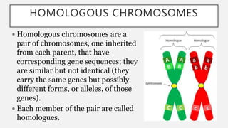 BU4.4 Meiosis & Gamete Formation | PPTX