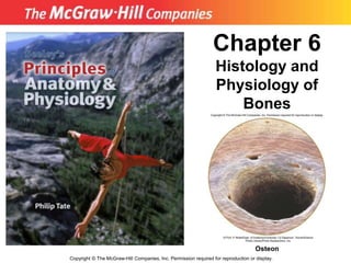 6_histo_bone.ppt