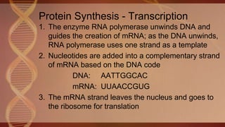BU5.3 Protein Synthesis | PPT