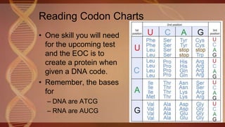 BU5.3 Protein Synthesis | PPT