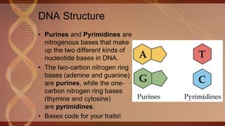 BU5.1 Nucleic Acids (DNA & RNA) | PPT