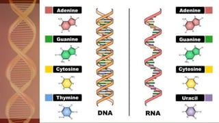 BU5.1 Nucleic Acids (DNA & RNA) | PPT