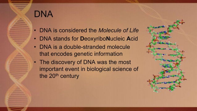 BU5.1 Nucleic Acids (DNA & RNA) | PPT
