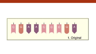 BU5.4 DNA (Gene) Mutations | PPTX