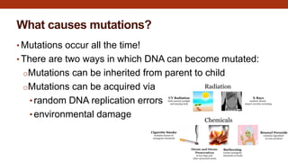 BU5.4 DNA (Gene) Mutations | PPT