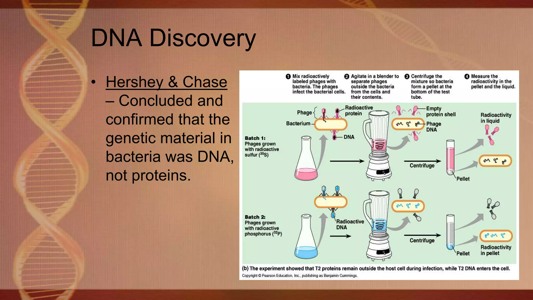 BU5.1 DNA Structure & Function | PPT
