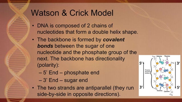 BU5.1 DNA Structure & Function | PPT