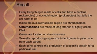 BU5.1 DNA Structure & Function | PPT