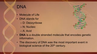 BU5.1 DNA Structure & Function | PPT