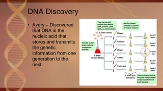 BU5.1 DNA Structure & Function | PPT
