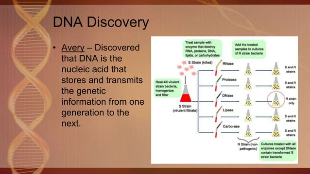 BU5.1 DNA Structure & Function | PPT