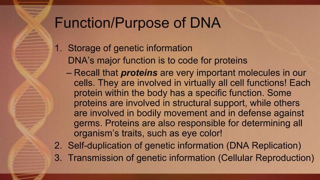 BU5.1 DNA Structure & Function | PPT