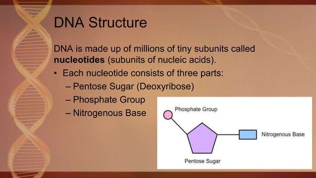 BU5.1 DNA Structure & Function | PPT