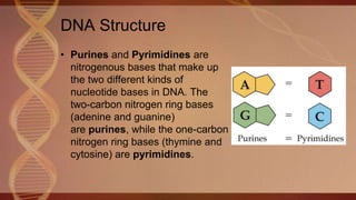 BU5.1 DNA Structure & Function | PPTX