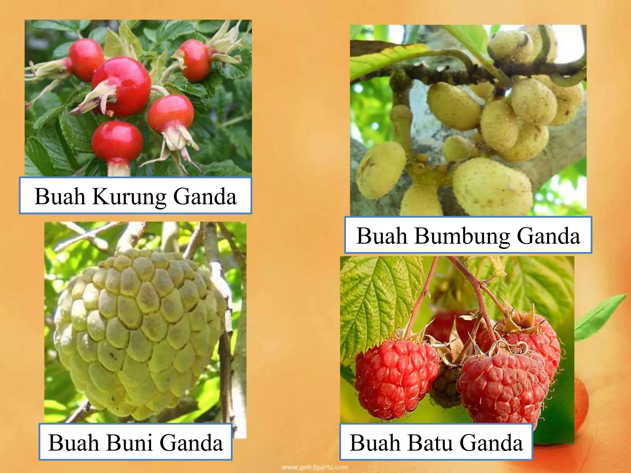 Buah | PPTX