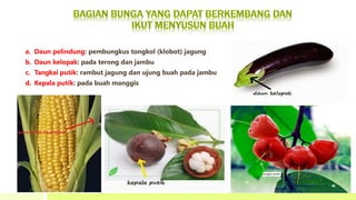 Bagian Bunga yang dapat berkembang dan ikut menyusun buahang | PPTX