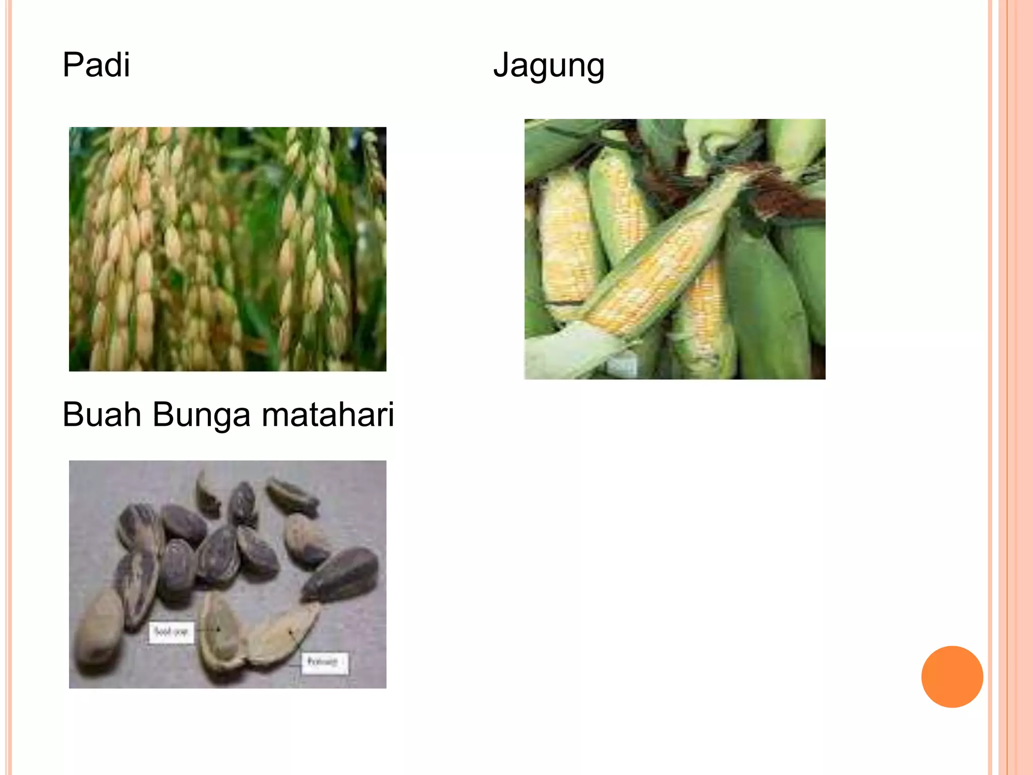 Buah _biji | PPTX