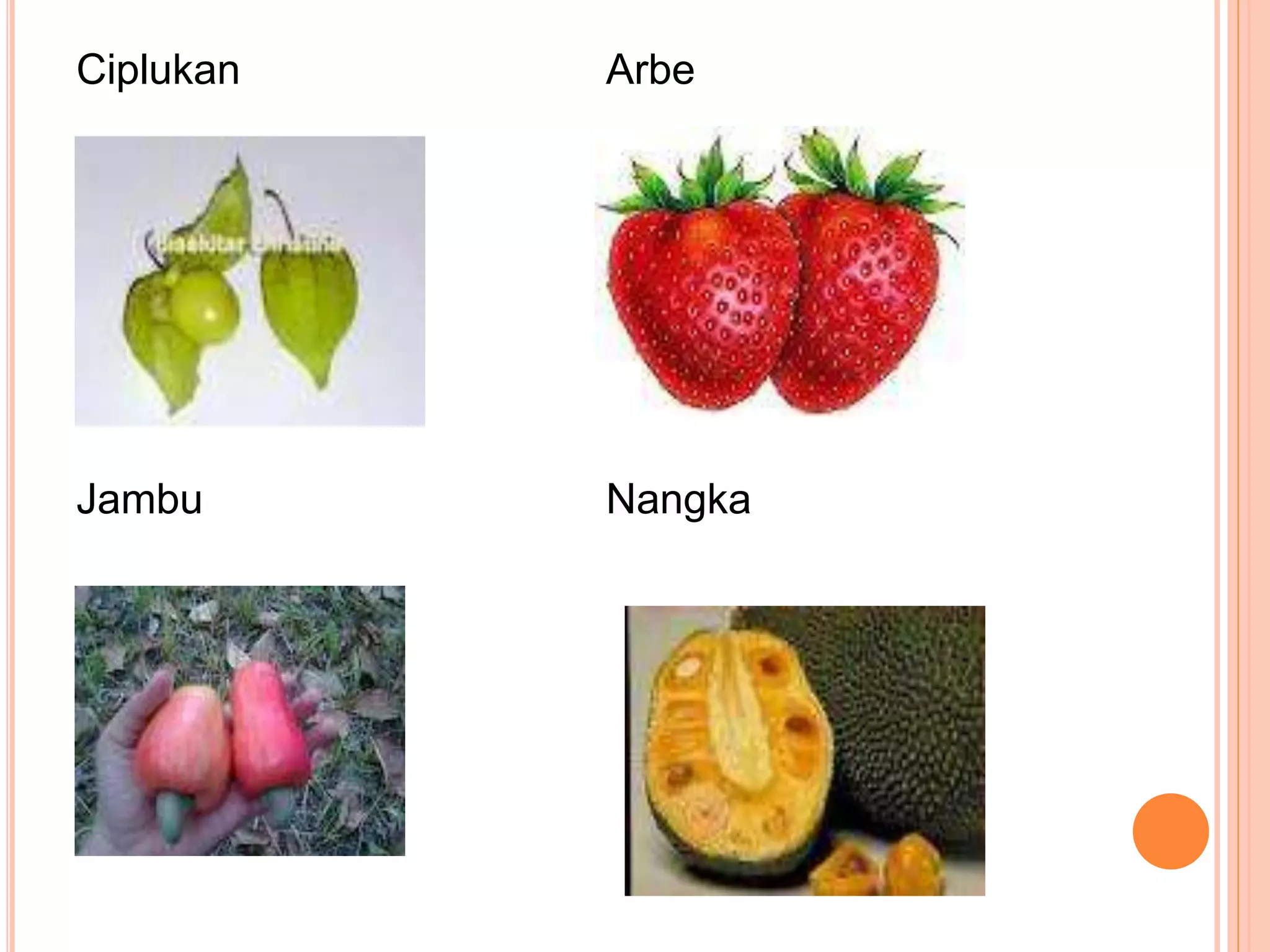Buah _biji | PPTX