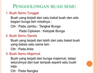 Buah _biji | PPTX