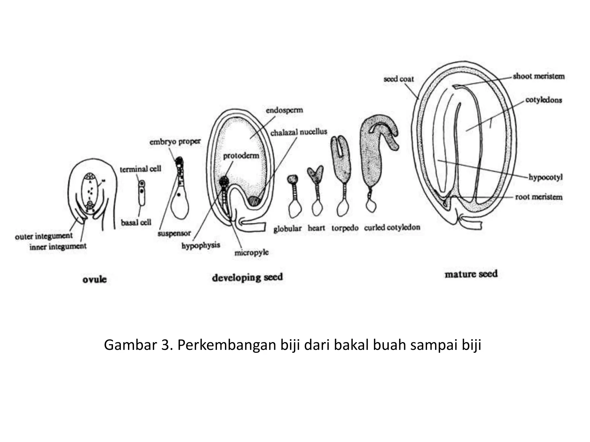 Struktur pertumbuhan dan perkembangan buah dan bijipptx | PPTX