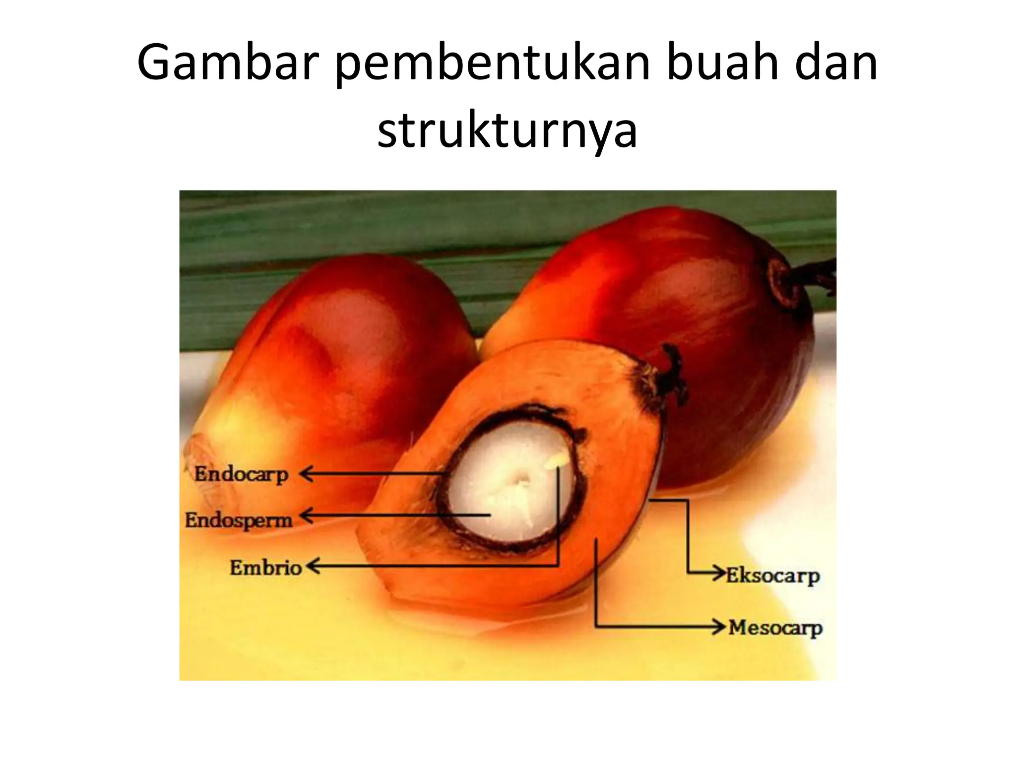 Struktur pertumbuhan dan perkembangan buah dan bijipptx | PPTX