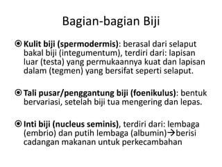 Struktur pertumbuhan dan perkembangan buah dan bijipptx | PPTX