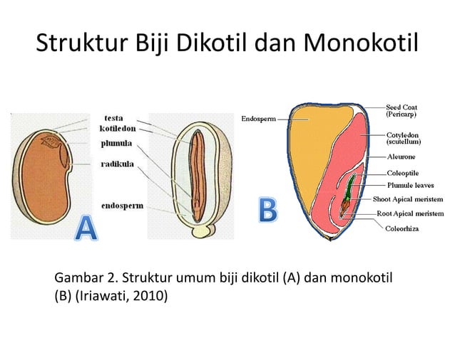 Struktur pertumbuhan dan perkembangan buah dan bijipptx | PPTX