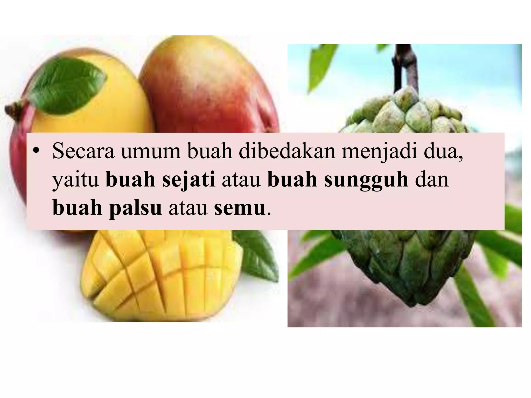 Buah (fructus) | PPT
