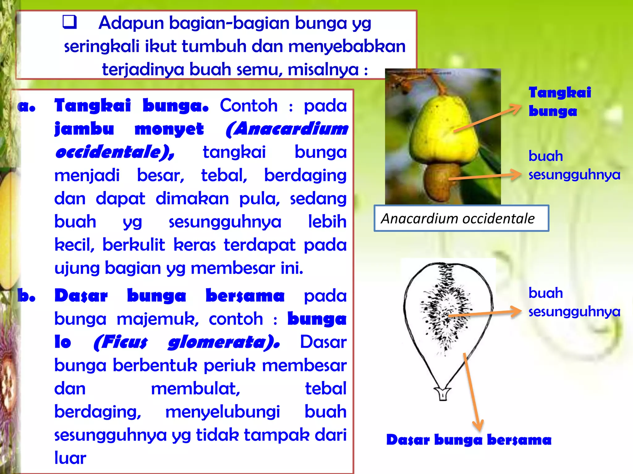 Buah (fructus) | PPTX