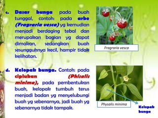 Buah (fructus) | PPTX