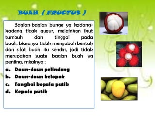 Buah (fructus) | PPT
