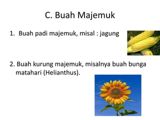 pengertian Buah (fructus) | PPTX