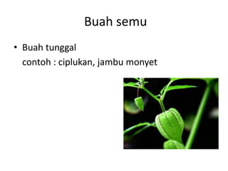 pengertian Buah (fructus) | PPTX