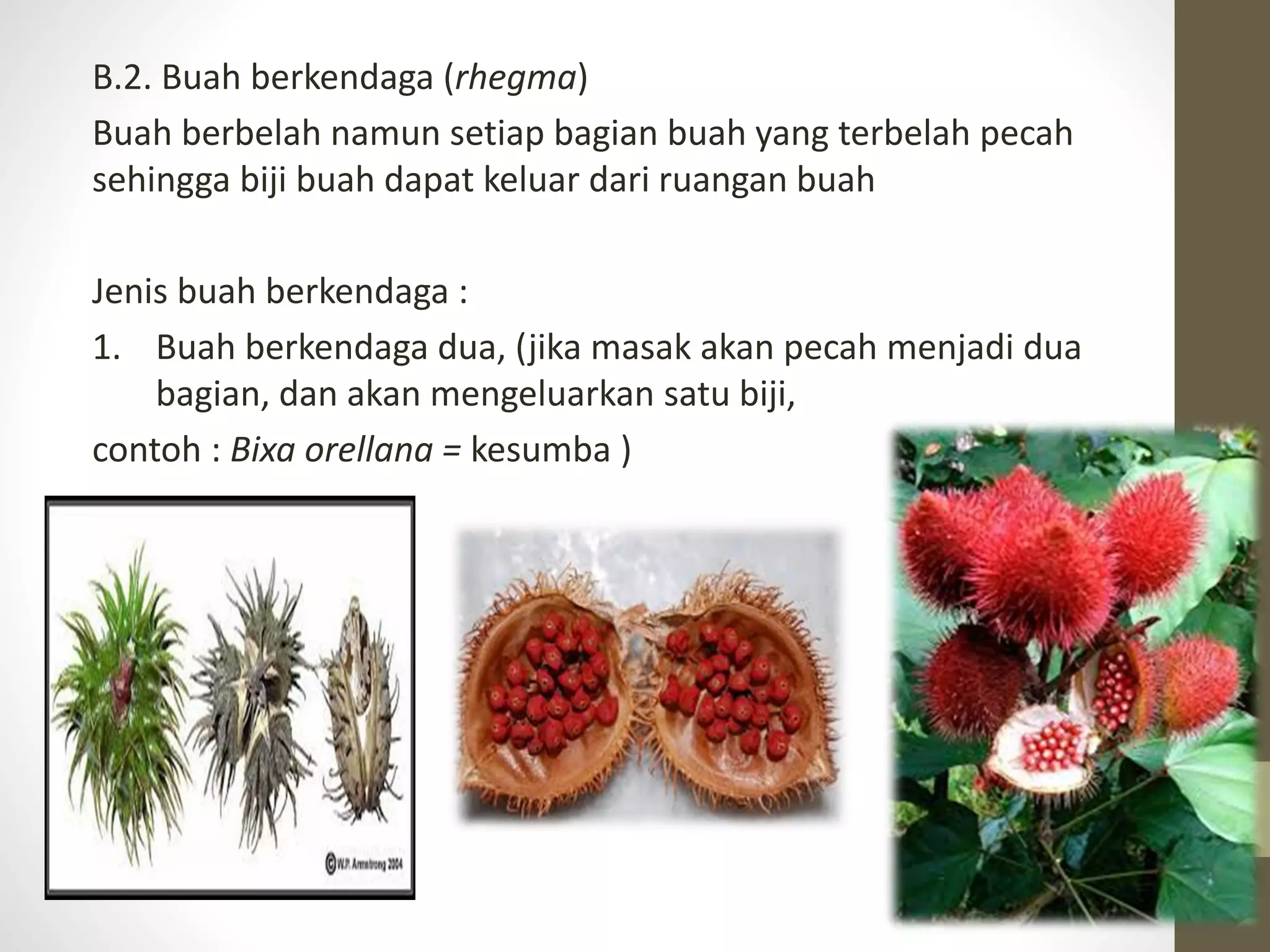 Buah (fructus) | PDF