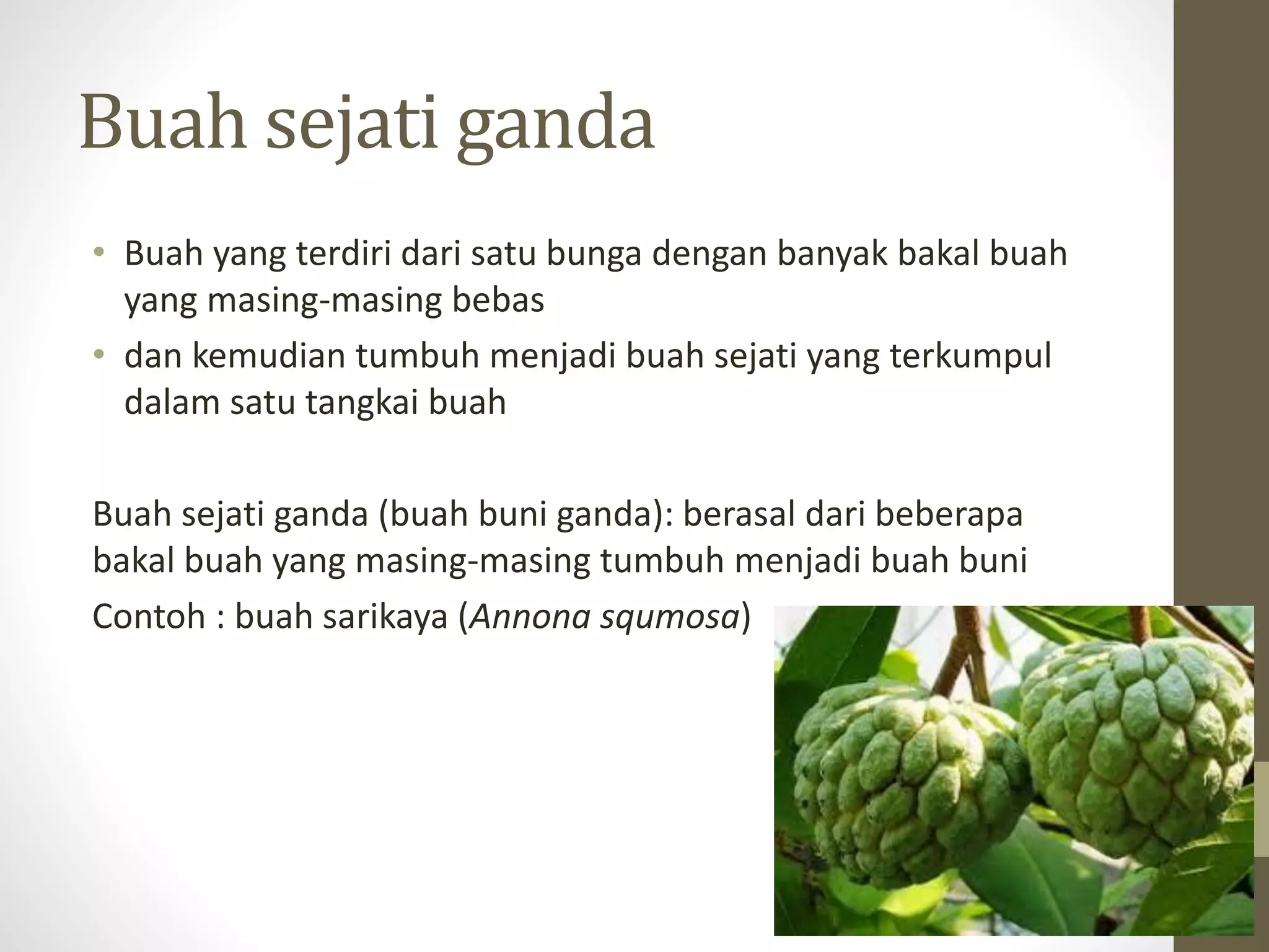 Buah (fructus) | PDF