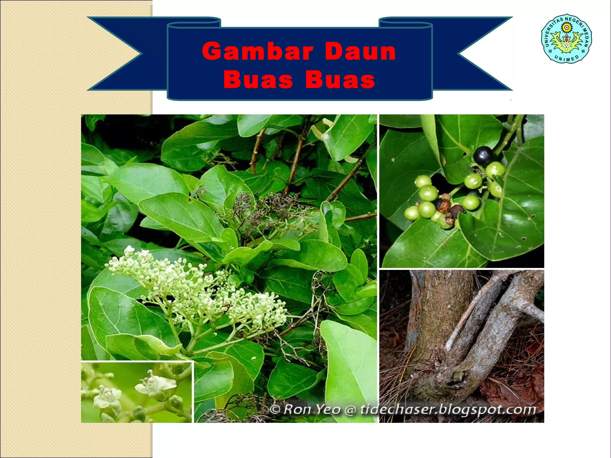 metabolit sekunder pada daun buas buas | PPT