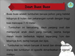 metabolit sekunder pada daun buas buas | PPT