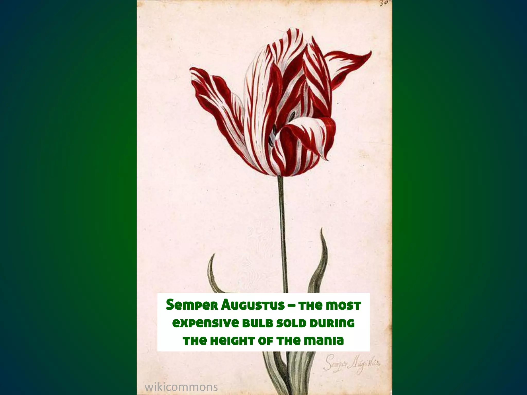 Bubble Spotting - Dutch Tulip Mania | PDF