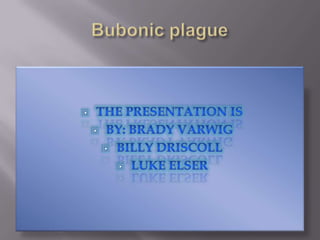Bubonic plague | PPT