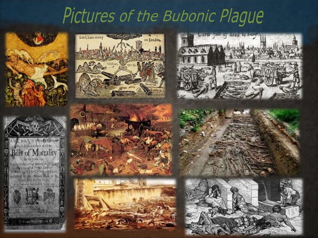 Bubonic plague | PPT